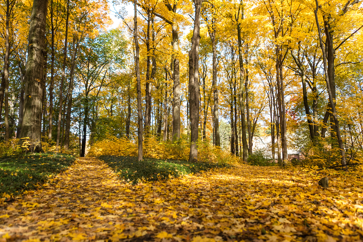 College of trees – The Saint